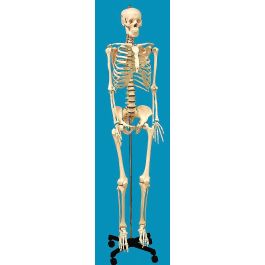 Life-Sized Human Skeleton Model