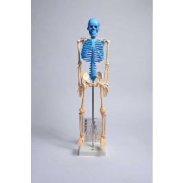Human Skeleton Model with Fold-Out Guide
